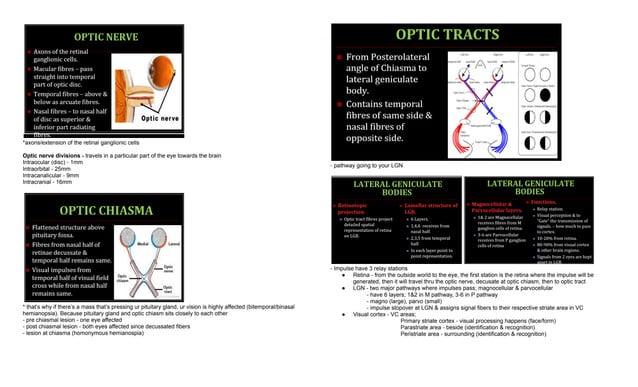 NEURO-OPTOMETRY optooptooptotoptotototkgjfjt | PPT