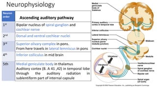 Cerebellopontine Angle Nerves