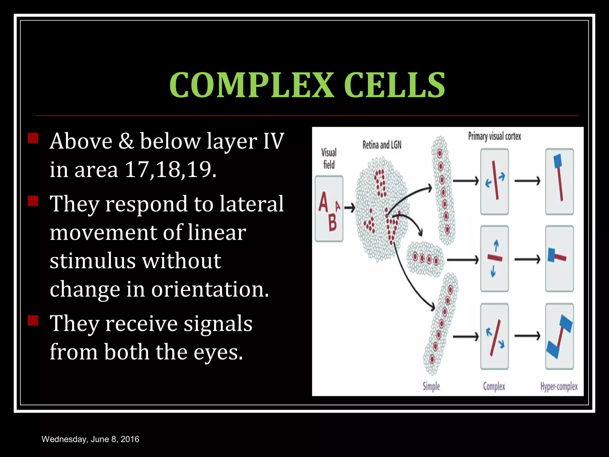 NEUROPHYSIOLOGY OF VISION | PPT