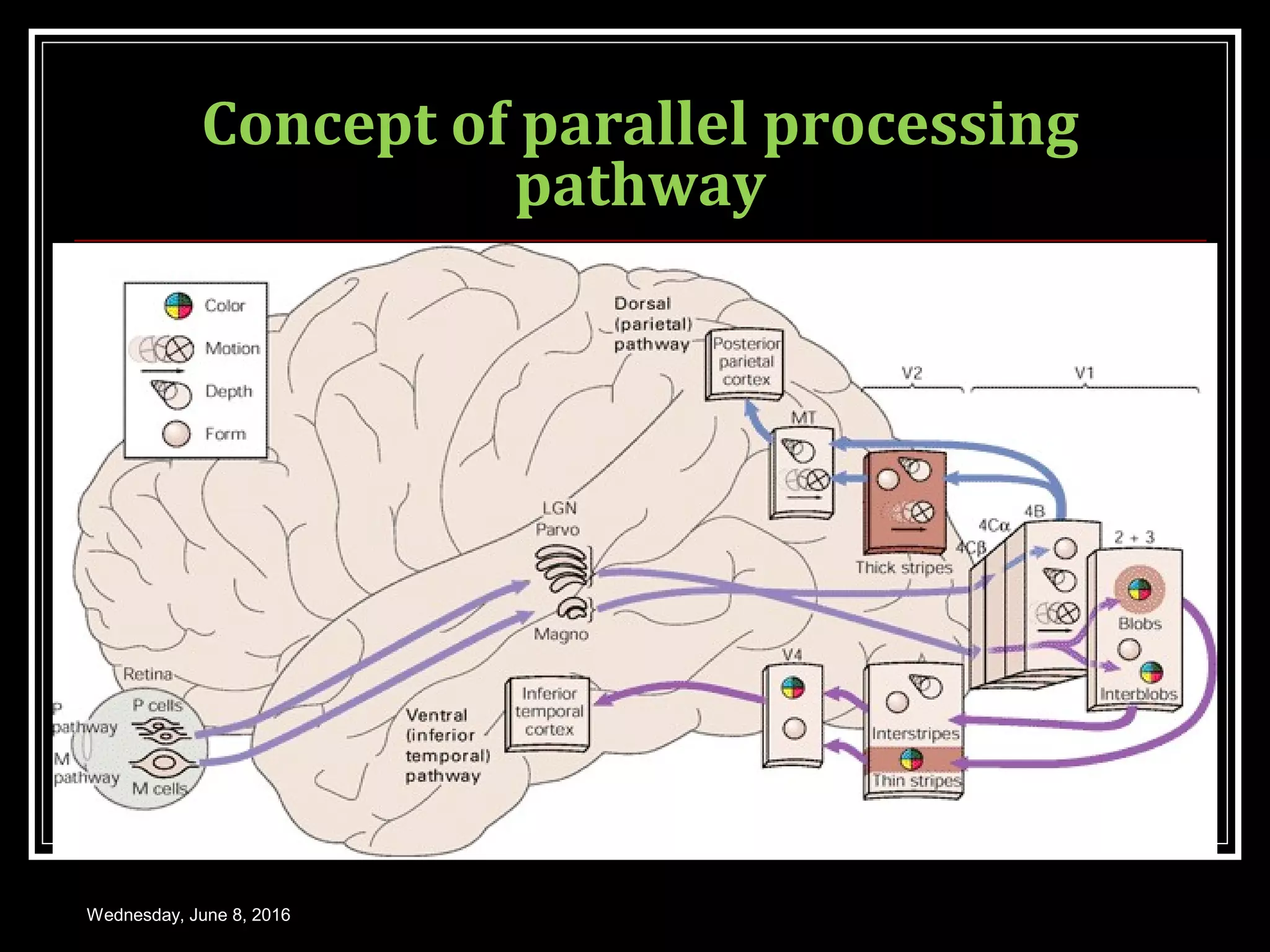 NEUROPHYSIOLOGY OF VISION | PPT