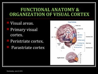 NEUROPHYSIOLOGY OF VISION | PPT