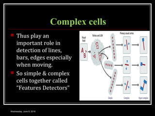 NEUROPHYSIOLOGY OF VISION | PPT