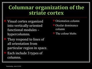 NEUROPHYSIOLOGY OF VISION | PPT