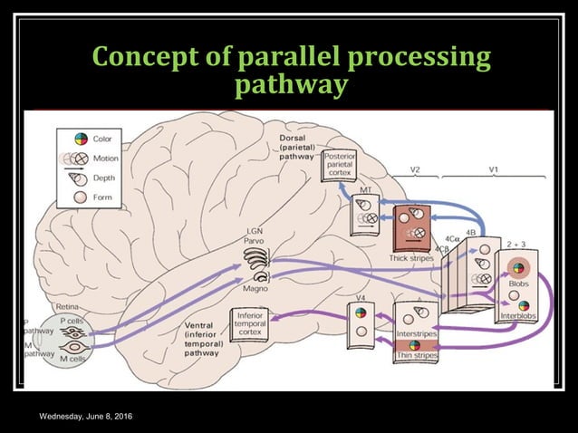 NEUROPHYSIOLOGY OF VISION | PPT