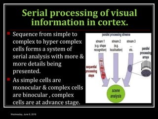 NEUROPHYSIOLOGY OF VISION | PPT