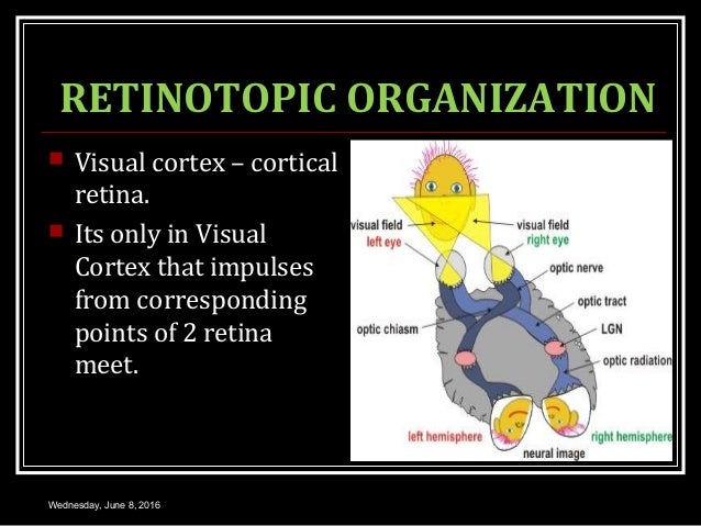 NEUROPHYSIOLOGY OF VISION