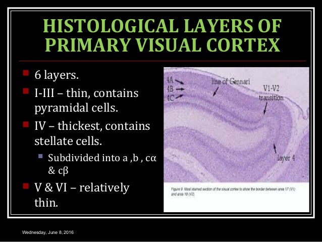 NEUROPHYSIOLOGY OF VISION