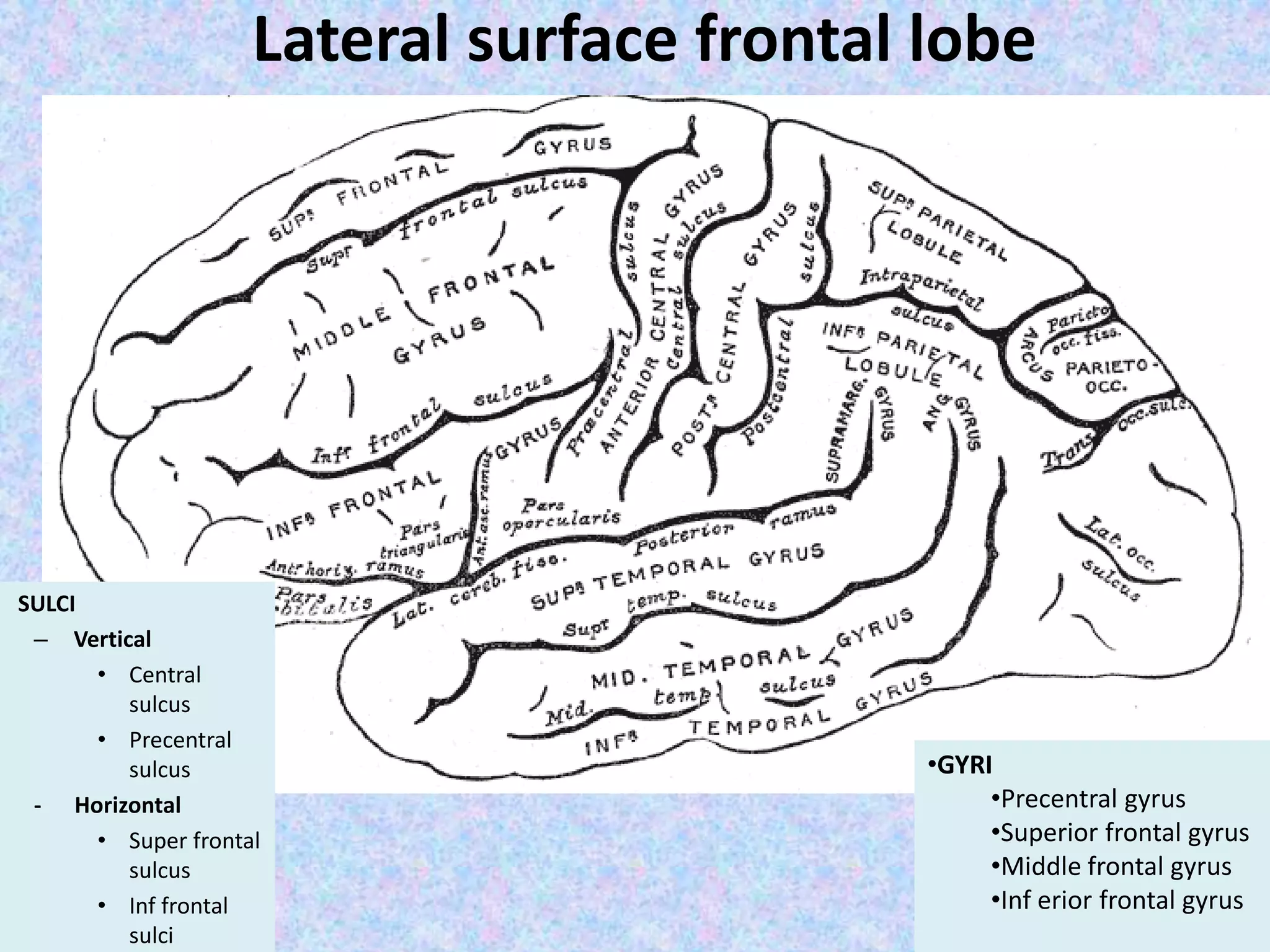 Neuro psychiatric aspect of frontal lobe | PPTX