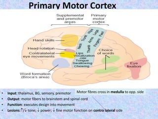 Neuro psychiatric aspect of frontal lobe | PPTX