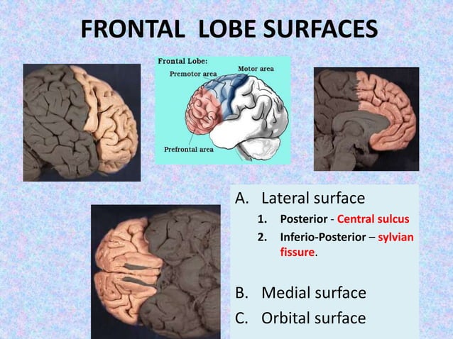 Neuro psychiatric aspect of frontal lobe | PPTX | Brain and Nervous ...