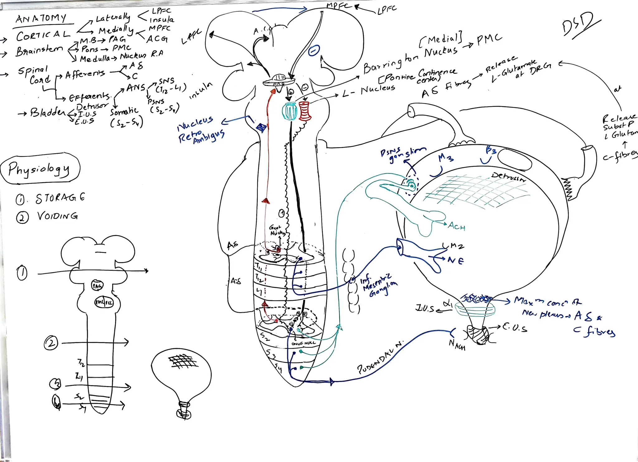 neuro-urology.pdf