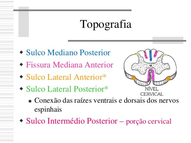 Anatomia Sistema Central