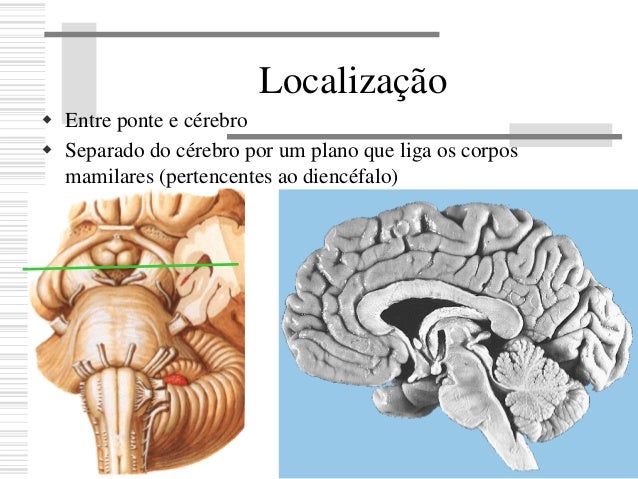 Anatomia Sistema Central