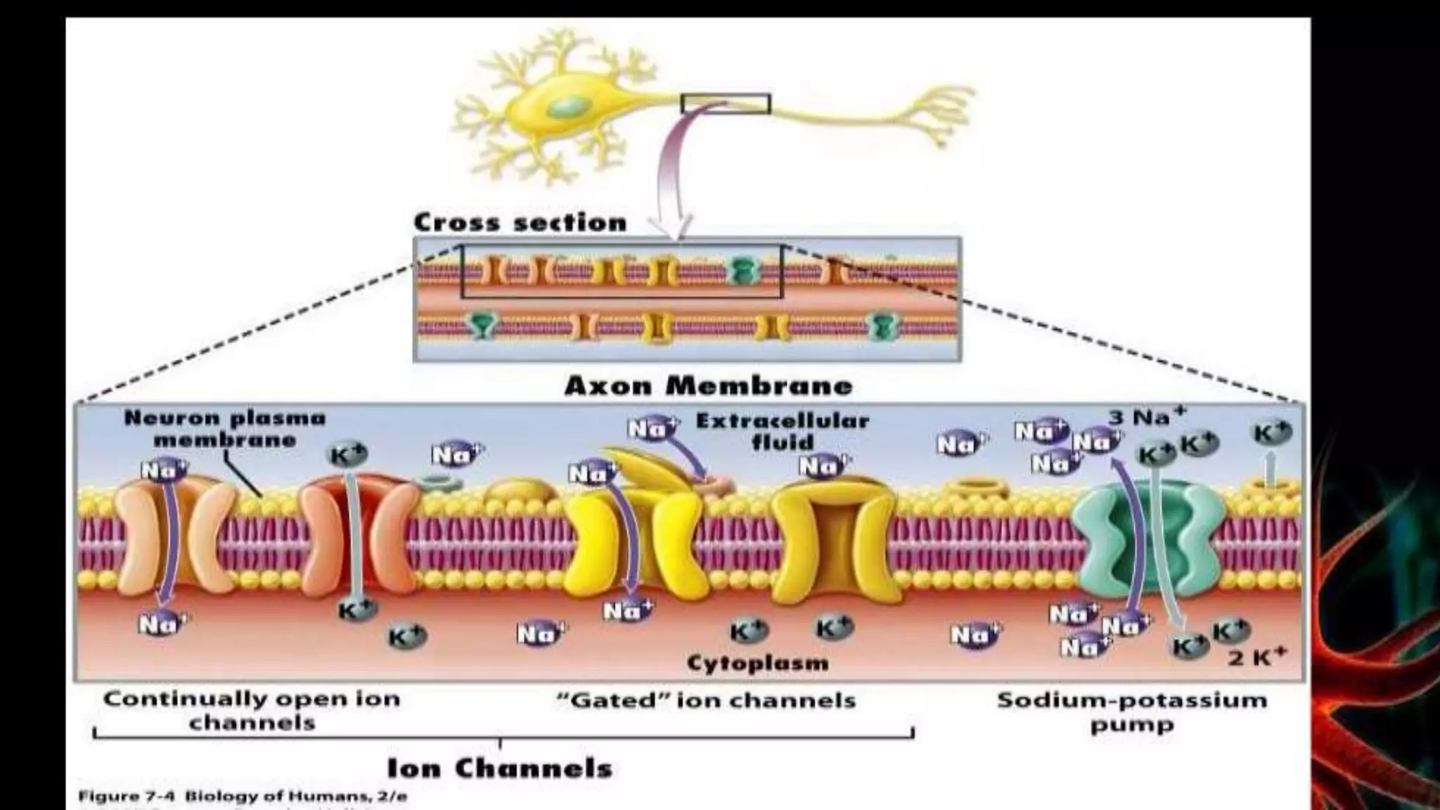 Neuron | PPT