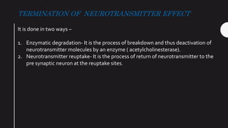 Neuron | PPT