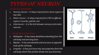 Neuron | PPT