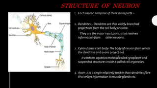 Neuron | PPT