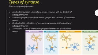 Neuron | PPT