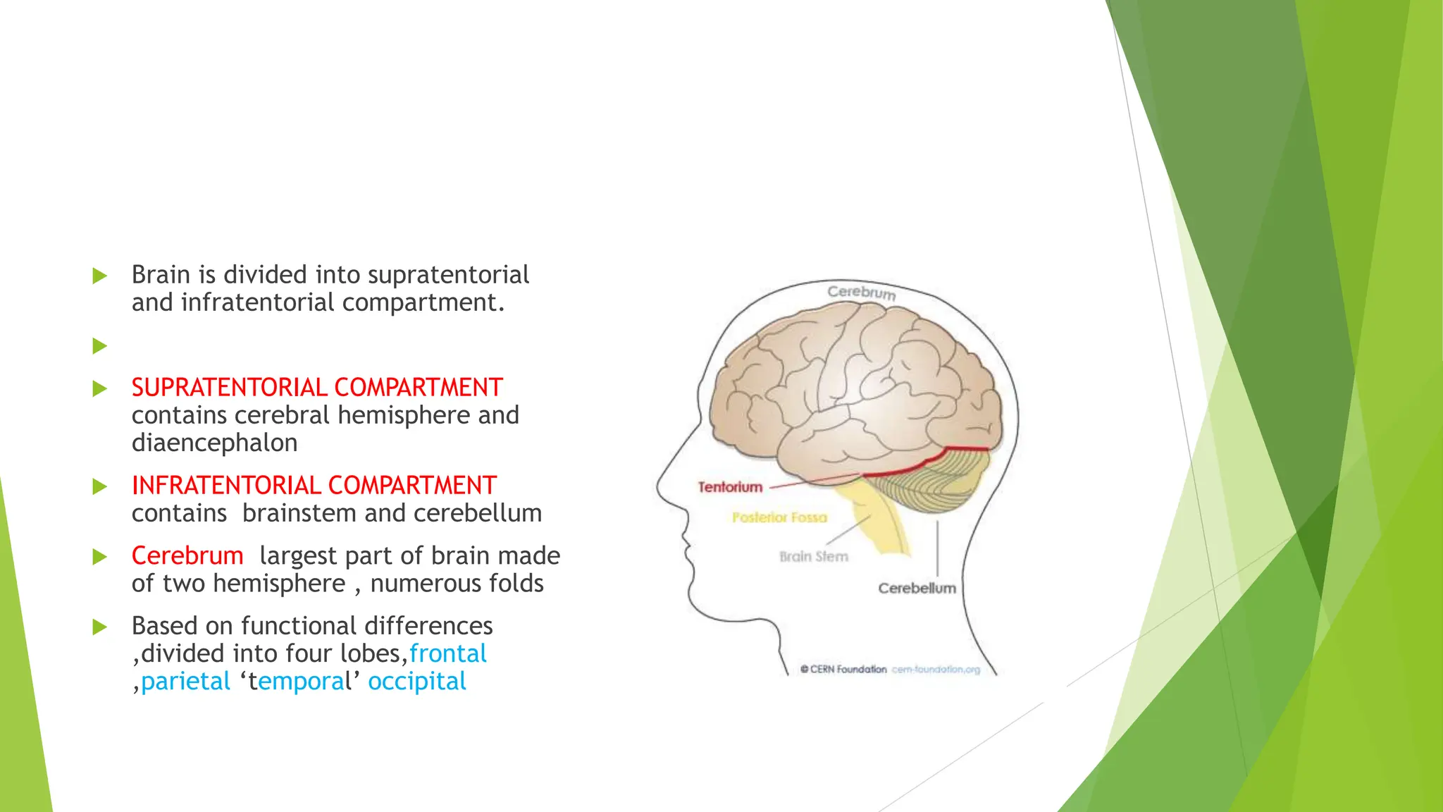 NEUROCRITICAL CARE BASICS ANATOMY25M.pptx
