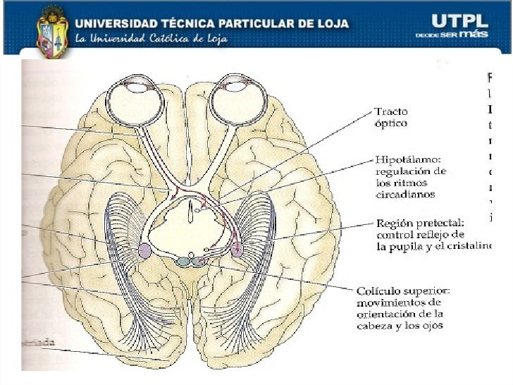 Neuro 2 Do Bim