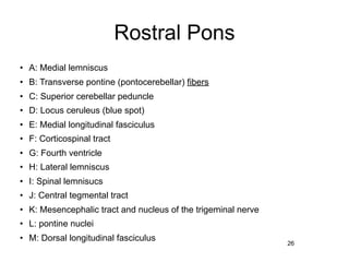 Neuro 2 practice quiz (1) | PPT