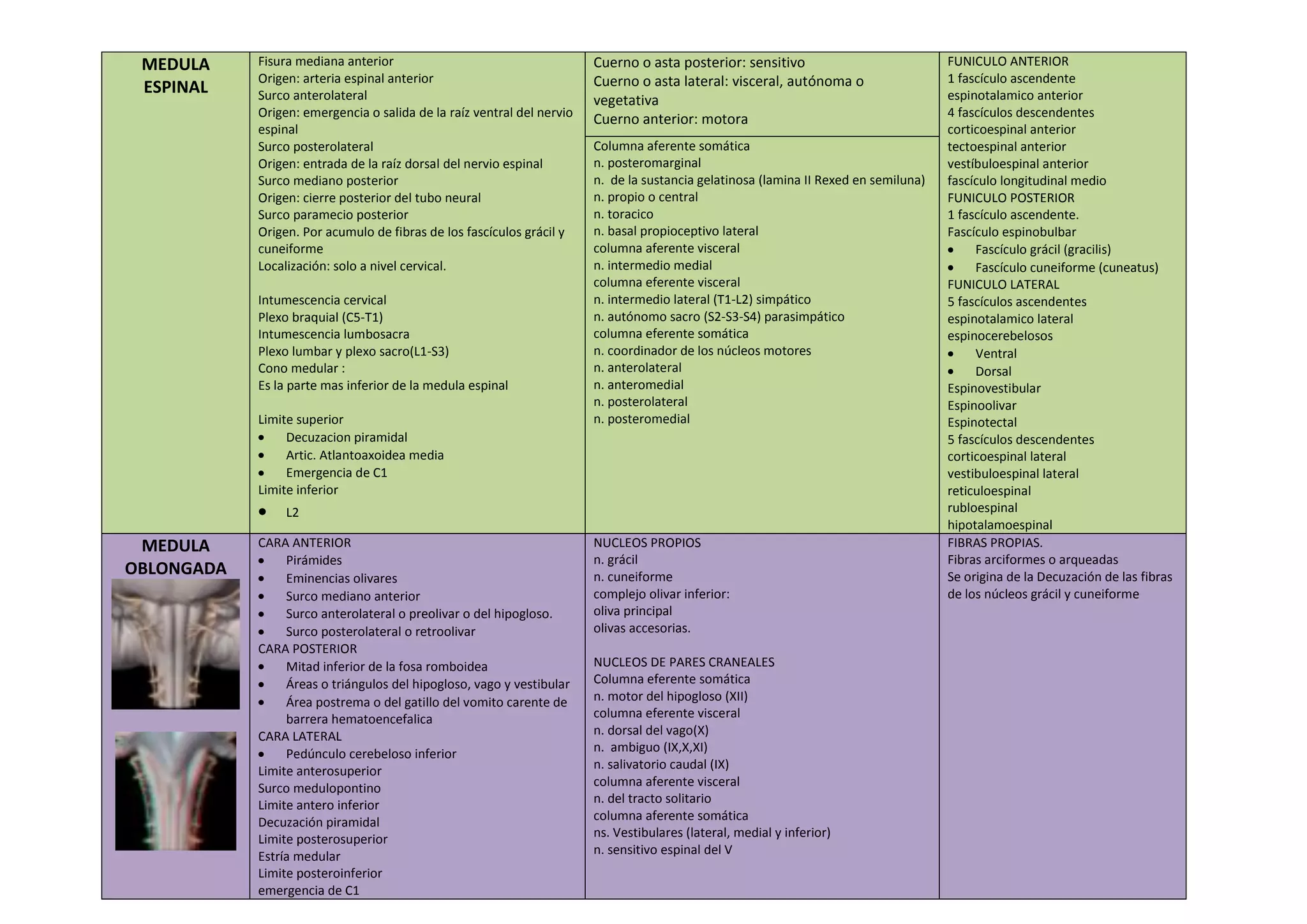 Neuroanatomia (Anatomia del encefalo) | PDF