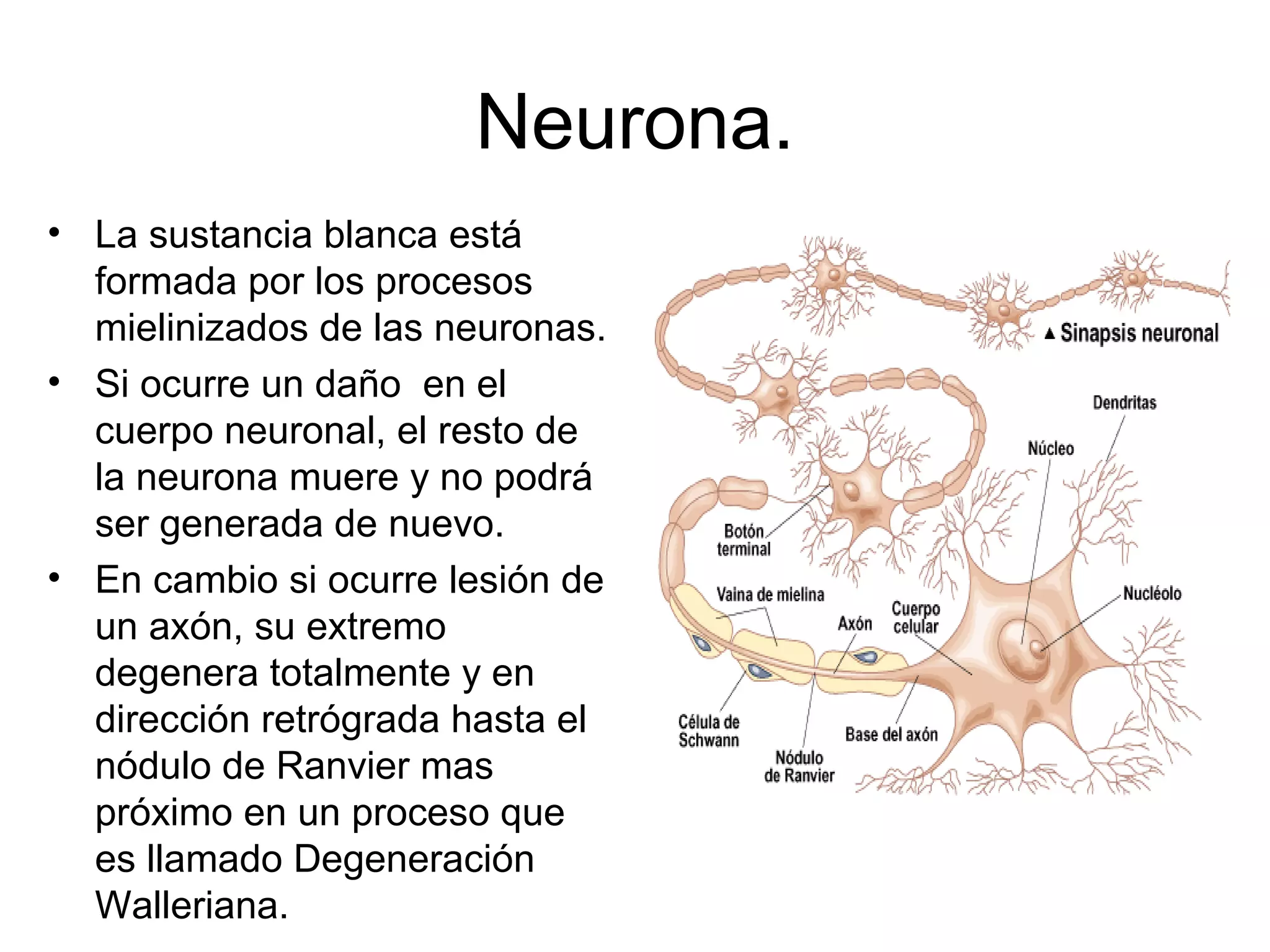 Neuroanatomía | PPT