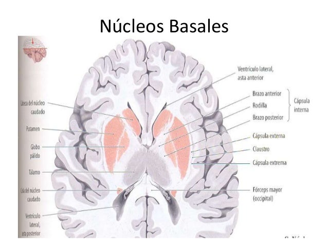 Neuroanatomía de corteza cerebral