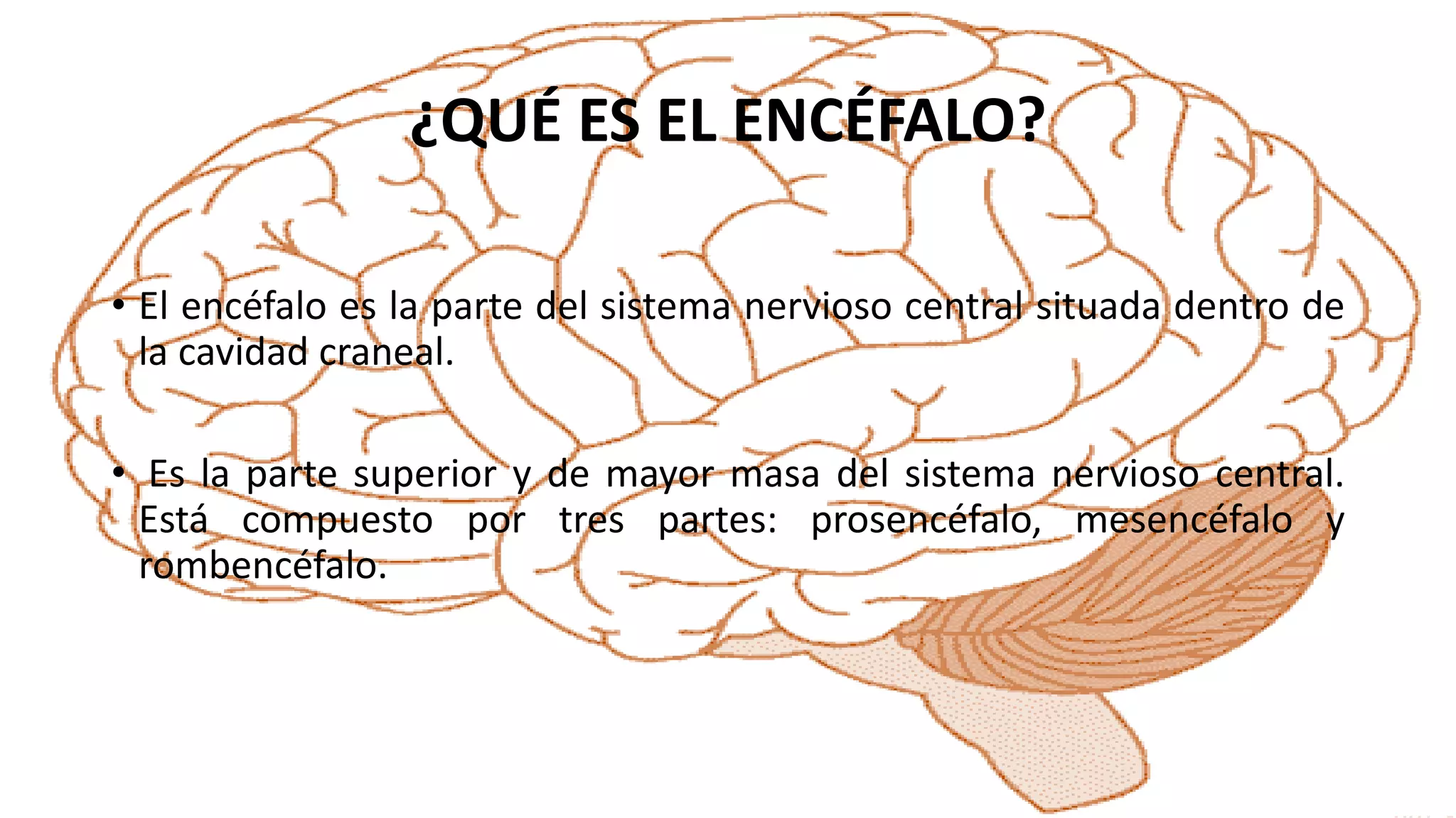 Neuroanatomía del encéfalo | PPTX