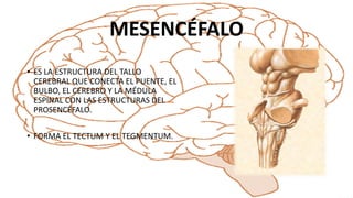 Neuroanatomía del encéfalo | PPTX