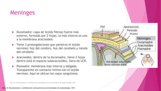 Neuroanatomía y neurofisiología.pptx