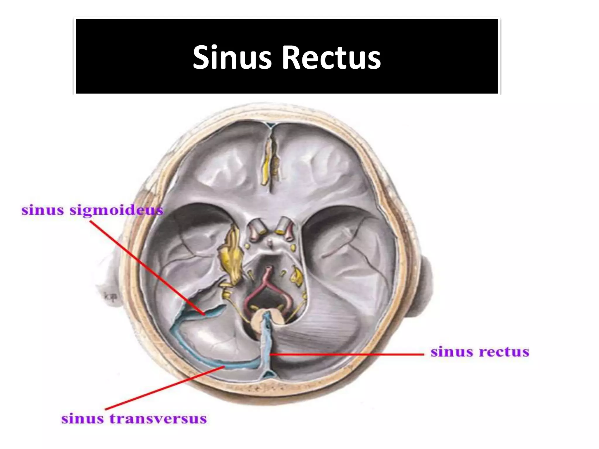 Neurologi | PPTX