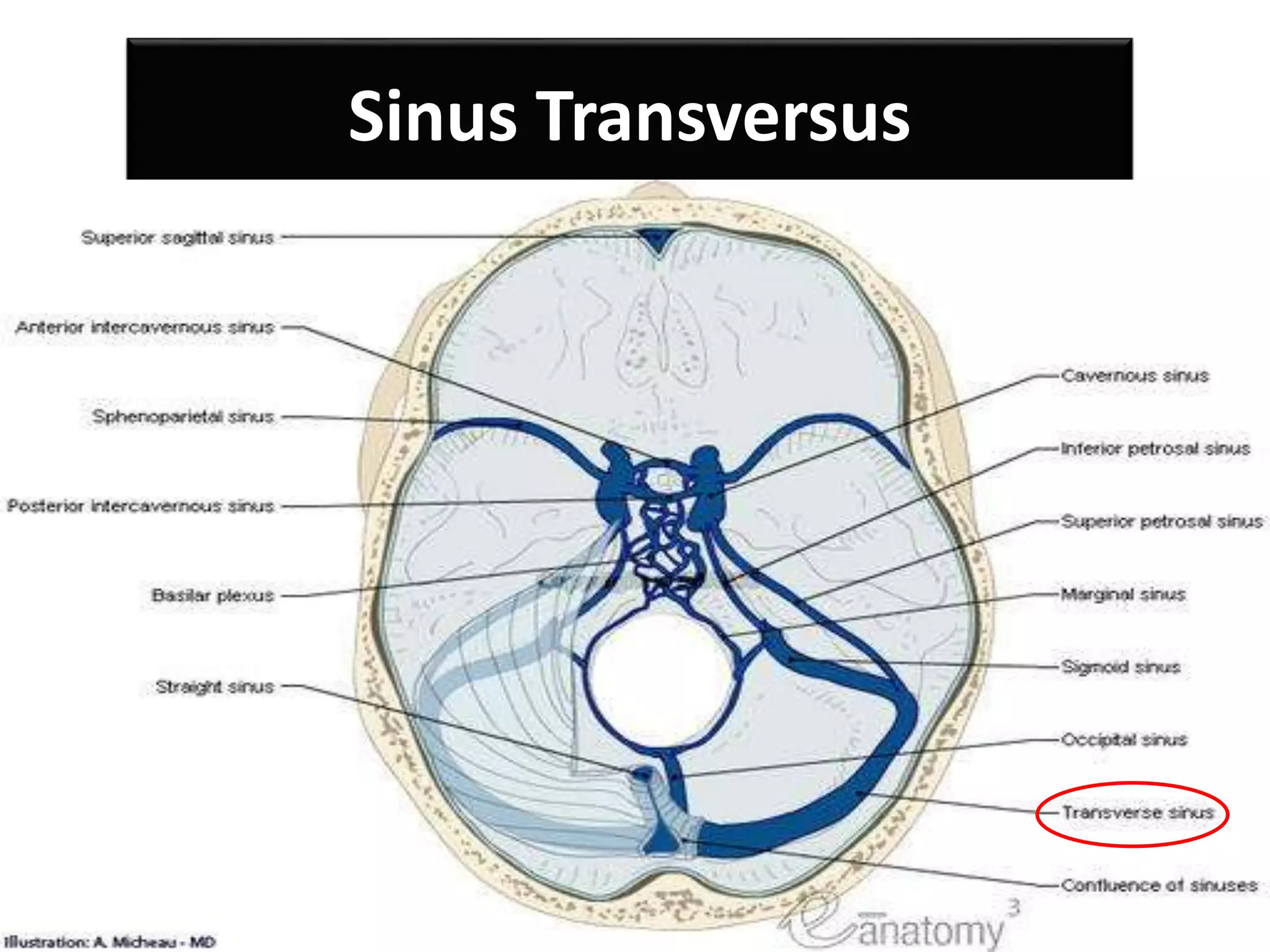 Neurologi | PPTX
