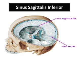 Neurologi | PPTX