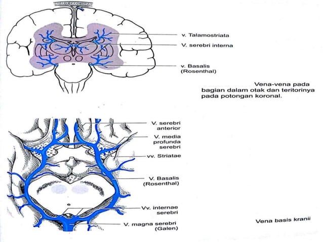 Neurologi | PPTX