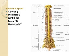Neuroanatomi dewasa anak lansia kedokteran indonesia | PPT