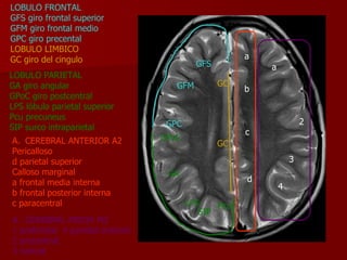 Neuroanatomia | PPT