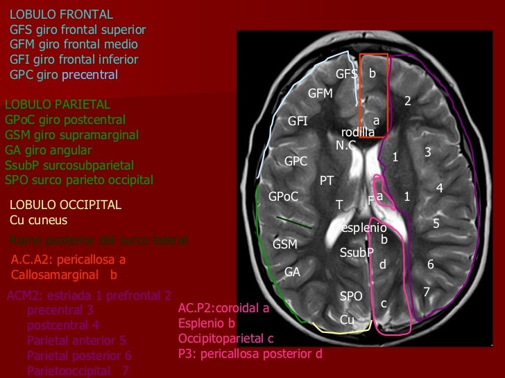 Neuroanatomia
