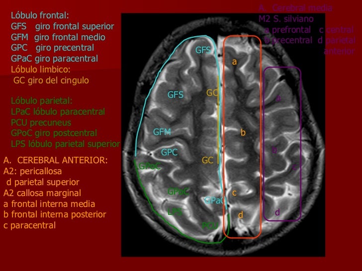 Neuroanatomia