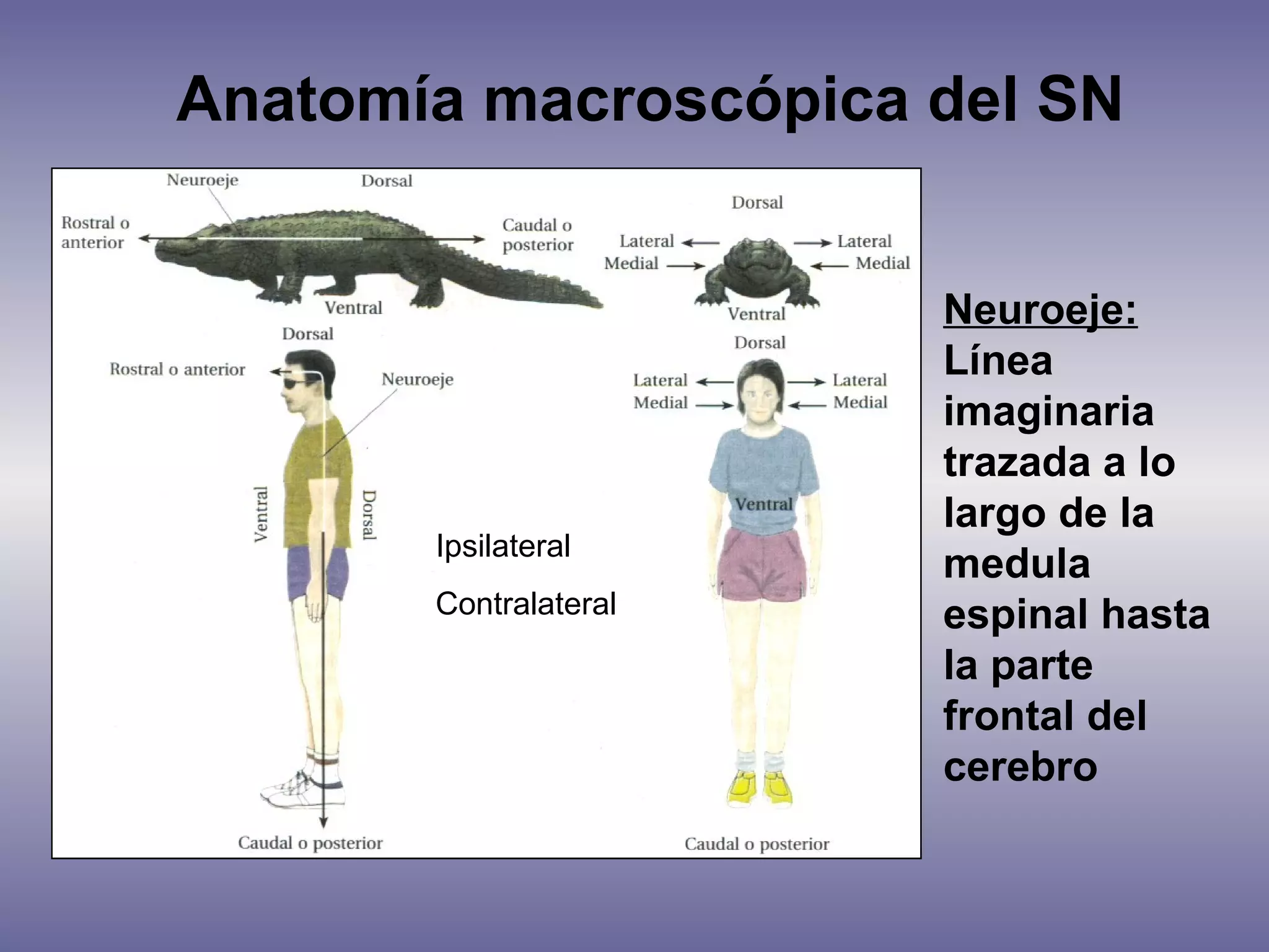 Neuroanatomia | PPT