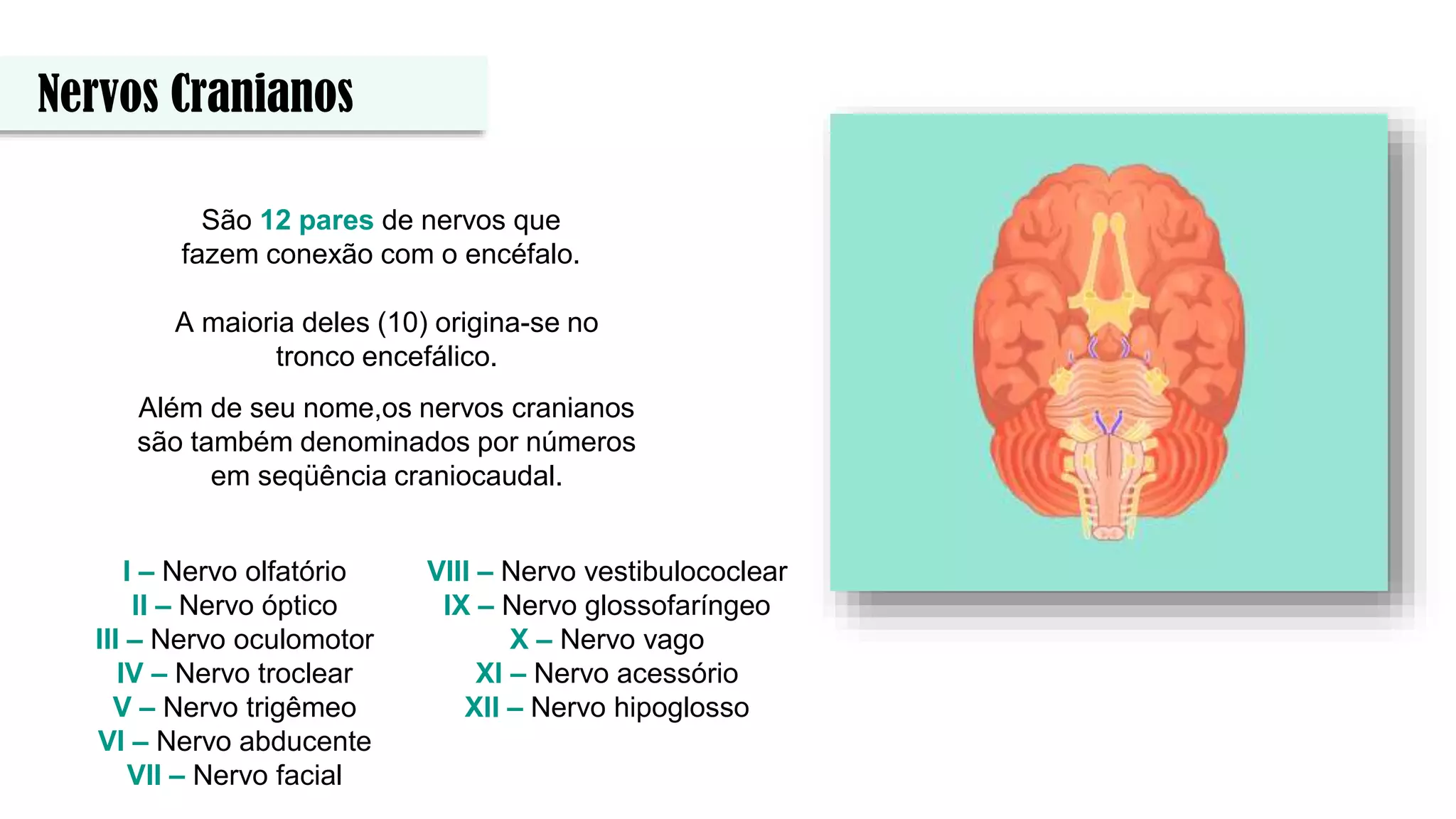 Neuroanatomia 12 nervos cranianos | PPTX