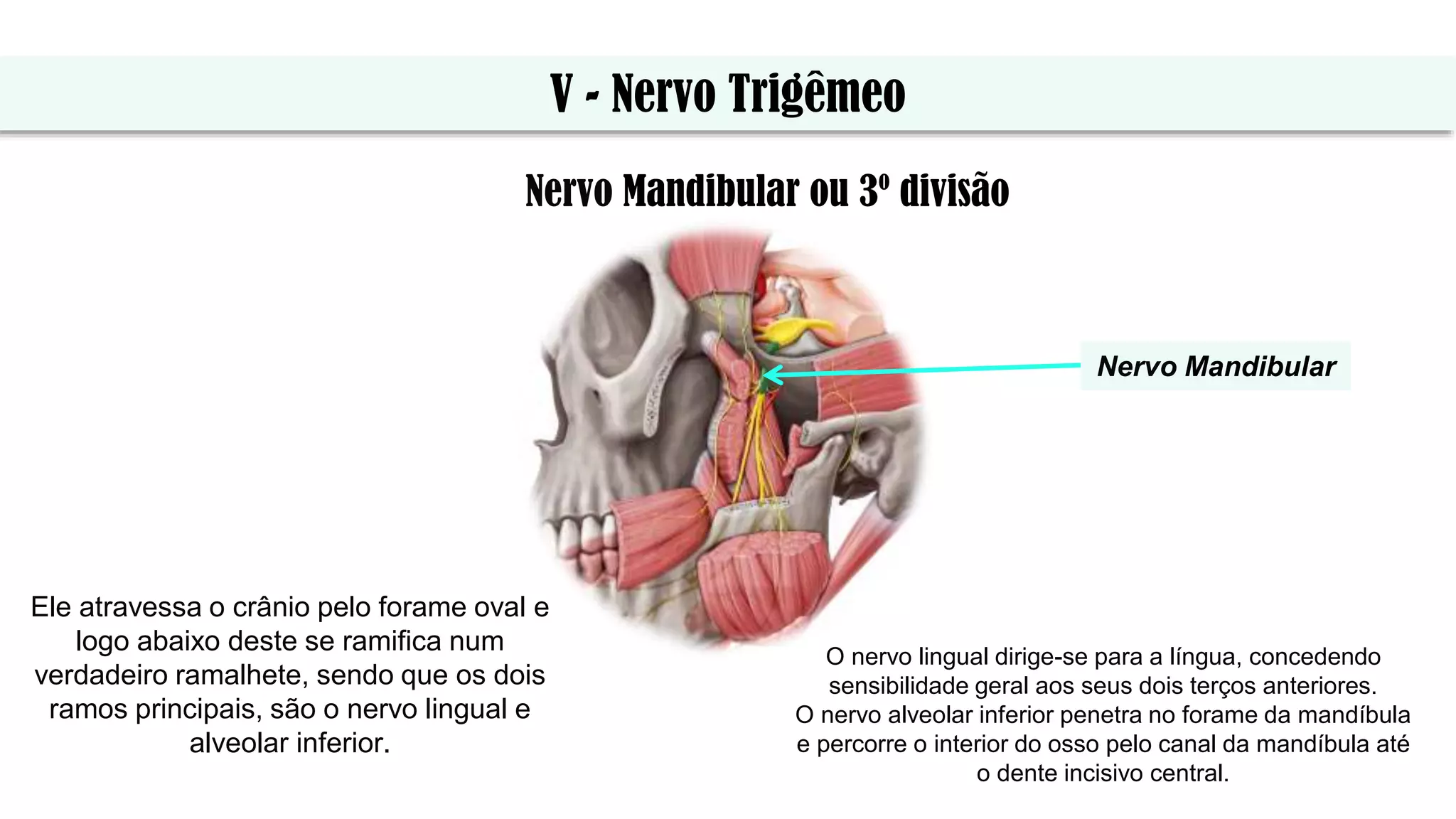 Neuroanatomia 12 nervos cranianos | PPTX