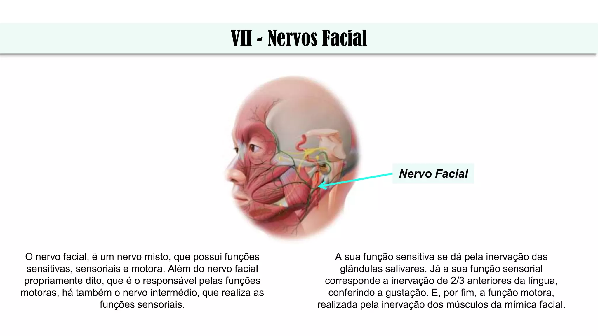 Neuroanatomia 12 nervos cranianos | PPTX