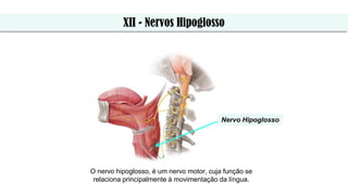 Neuroanatomia 12 nervos cranianos | PPTX