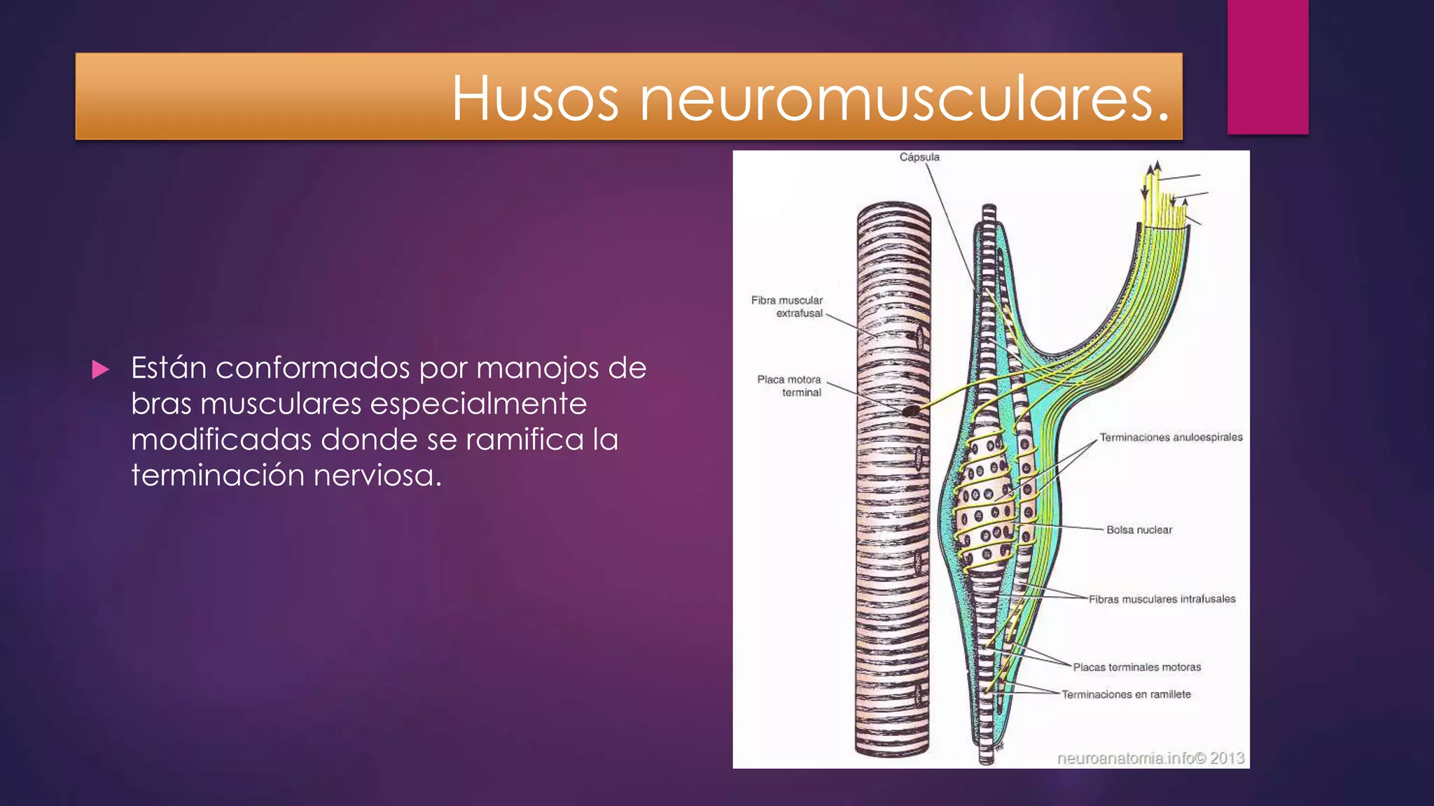 corpúsculos-husos musculares y tendinosos | PPT