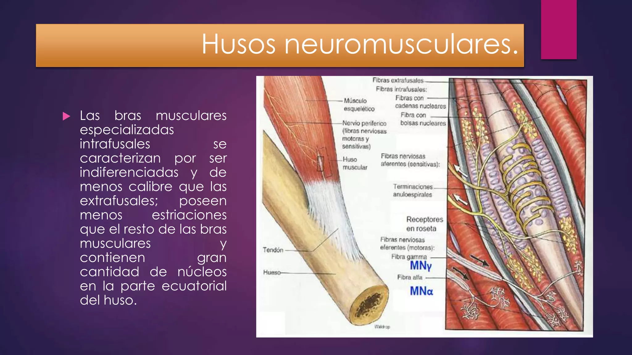 corpúsculos-husos musculares y tendinosos | PPT