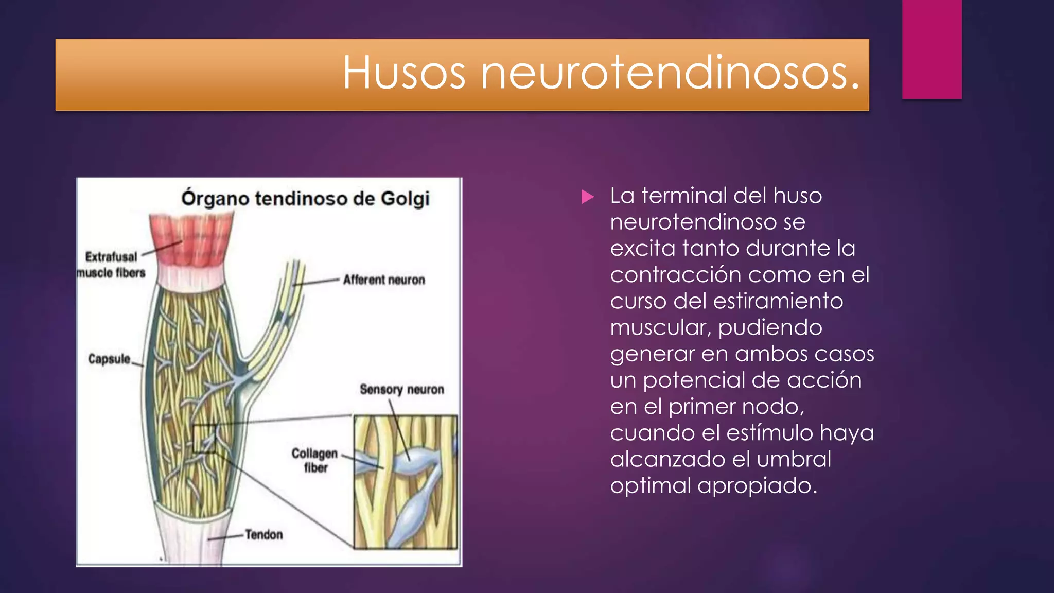 corpúsculos-husos musculares y tendinosos | PPT