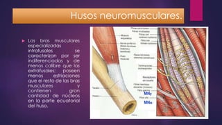 corpúsculos-husos musculares y tendinosos | PPTX
