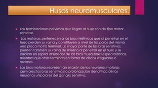 corpúsculos-husos musculares y tendinosos | PPTX