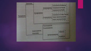 corpúsculos-husos musculares y tendinosos | PPTX